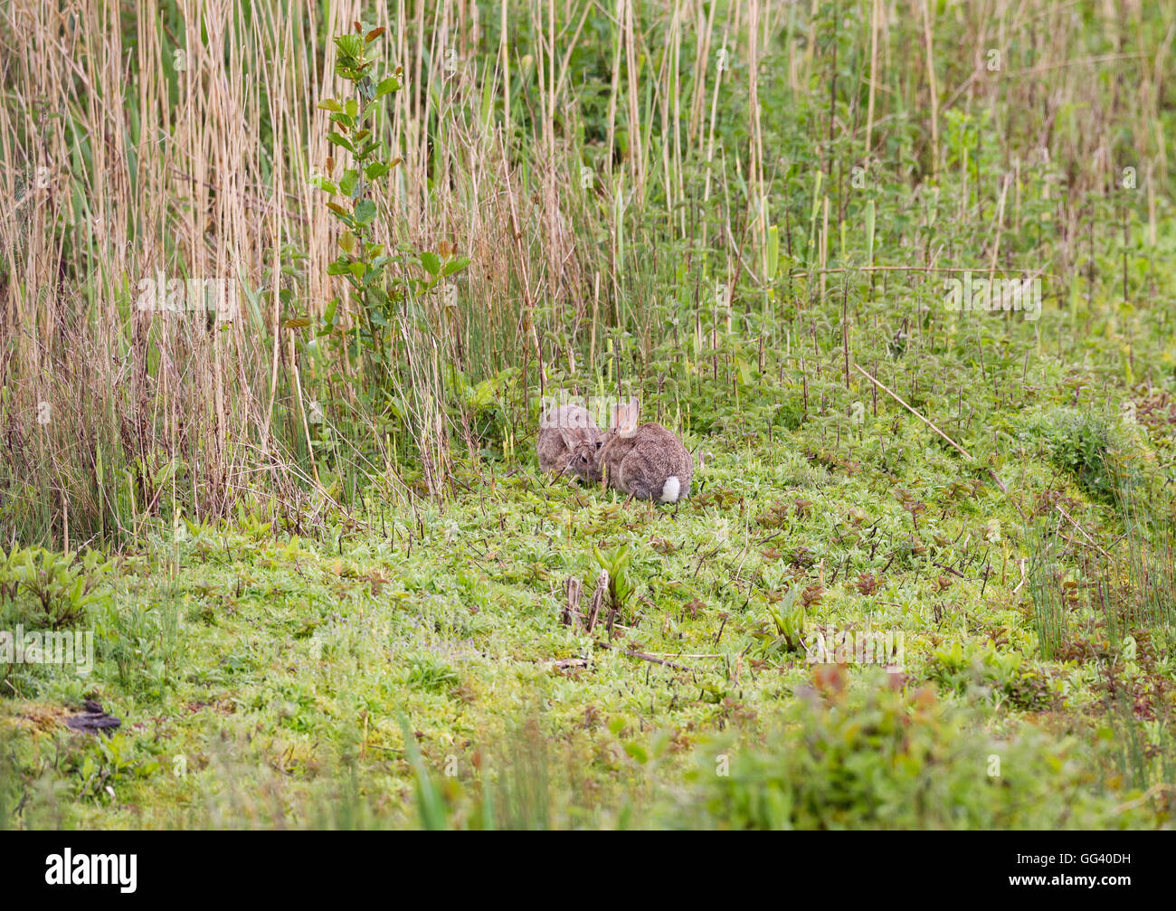 Rabbits having a nibble at Sevenoaks Wildlife Reserve Stock Photo - Alamy