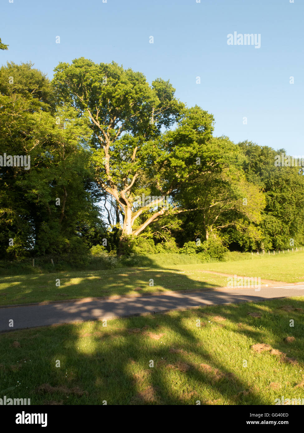 Shadow oak tree hi-res stock photography and images - Alamy