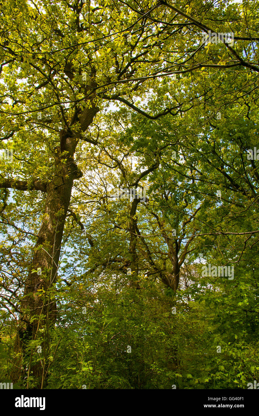 Woodland tree canopy Stock Photo - Alamy