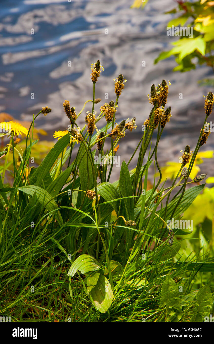 Ribwort Plantain Plantago lanceolata Stock Photo - Alamy