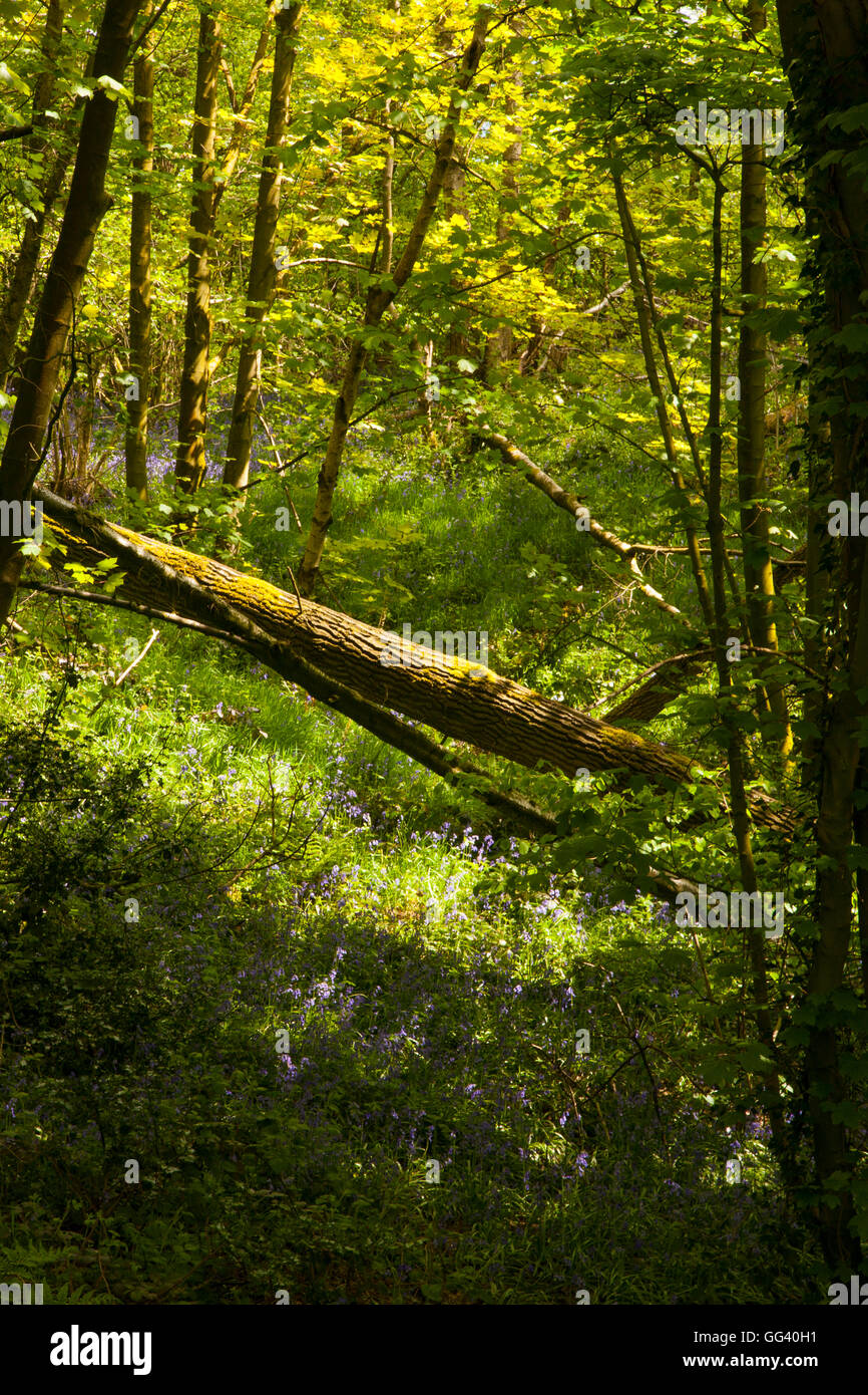 Fallen tree in woodland Stock Photo - Alamy