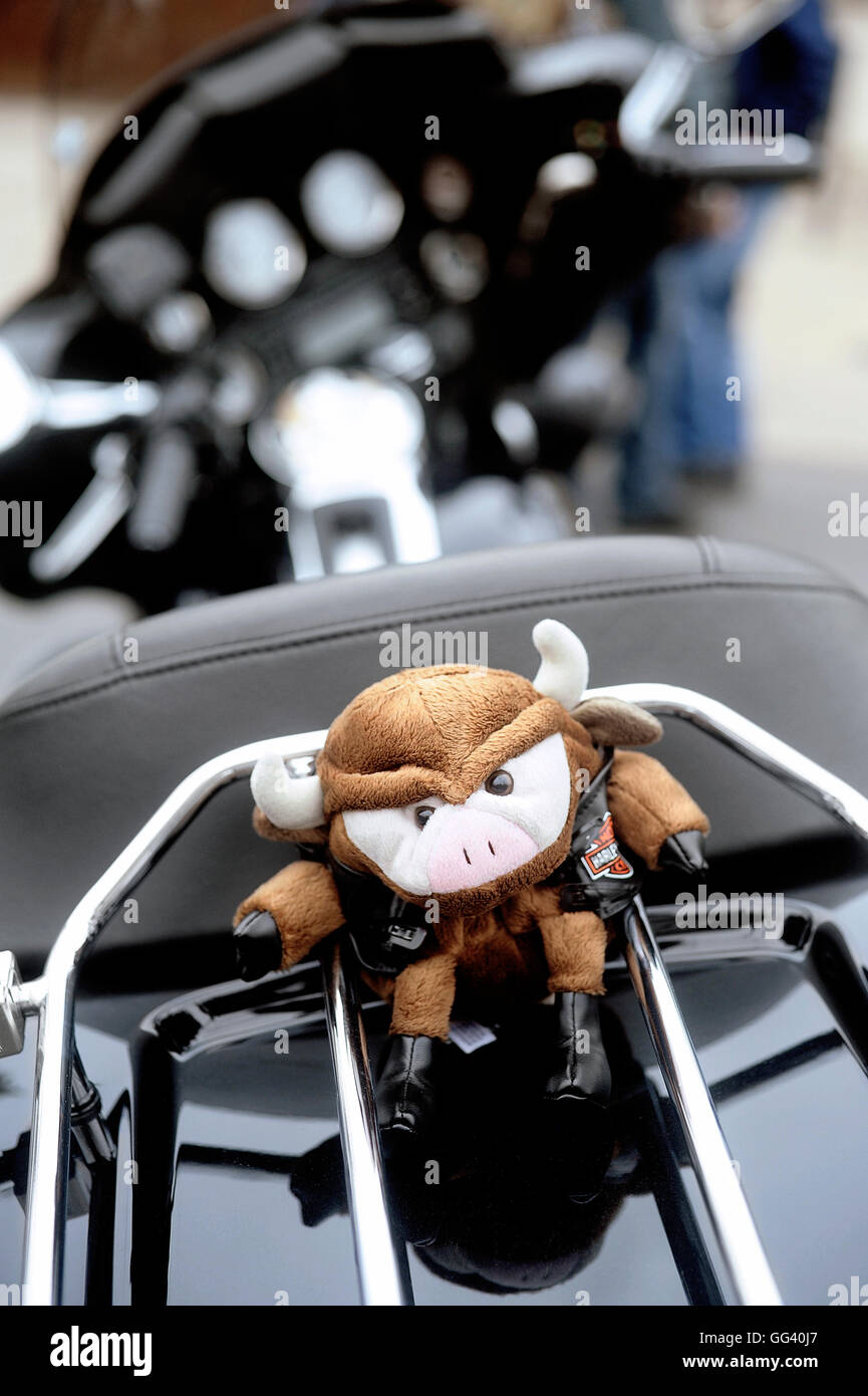 Pig on a motorcycle hi-res stock photography and images - Alamy