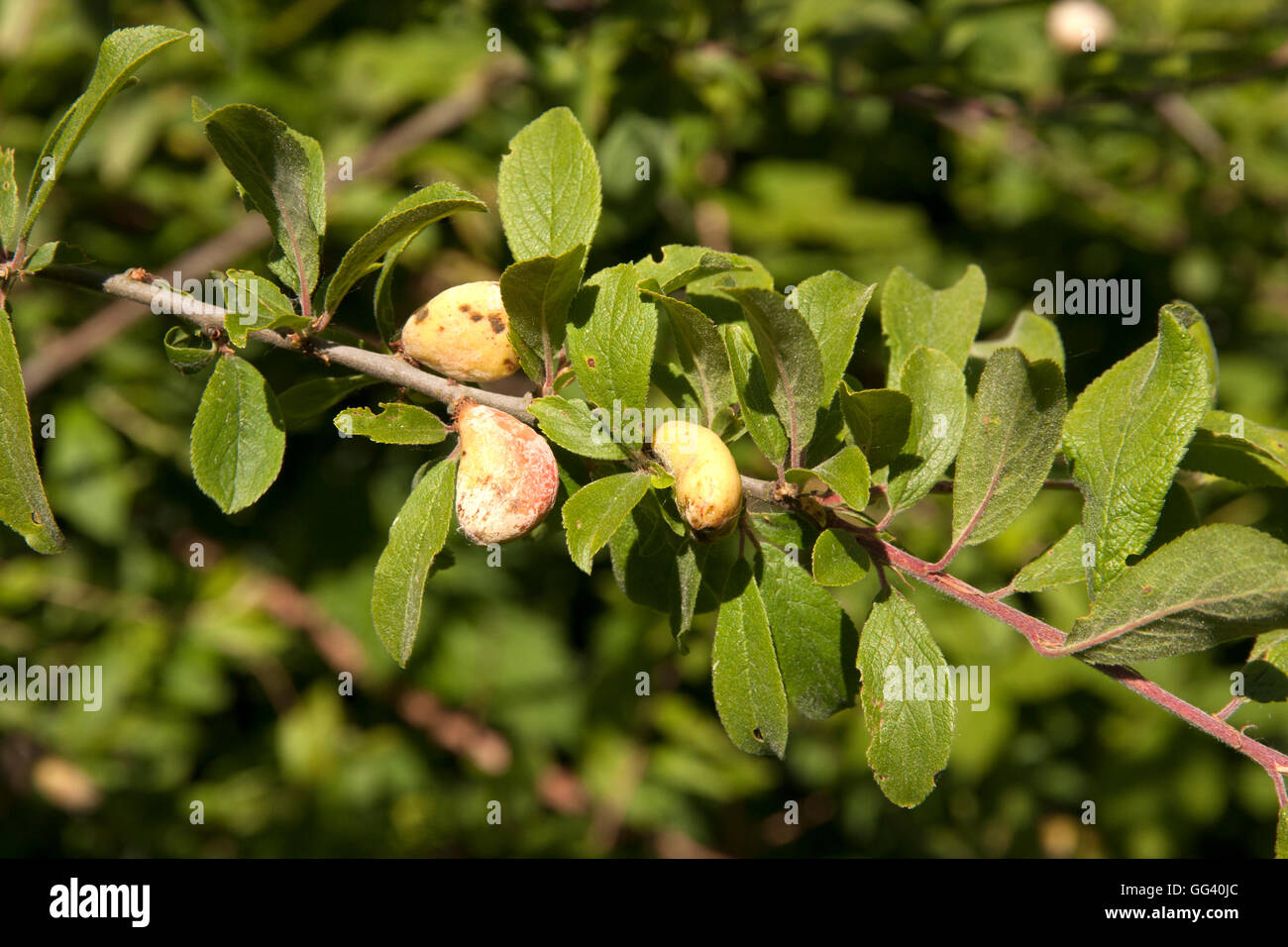 Taphrina pruni fungus on sloe berry Stock Photo - Alamy