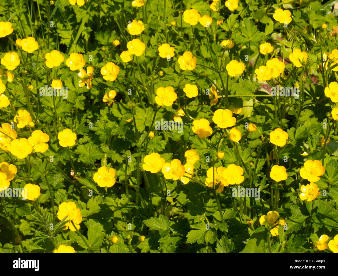 Meadow Buttercup in flower Stock Photo - Alamy