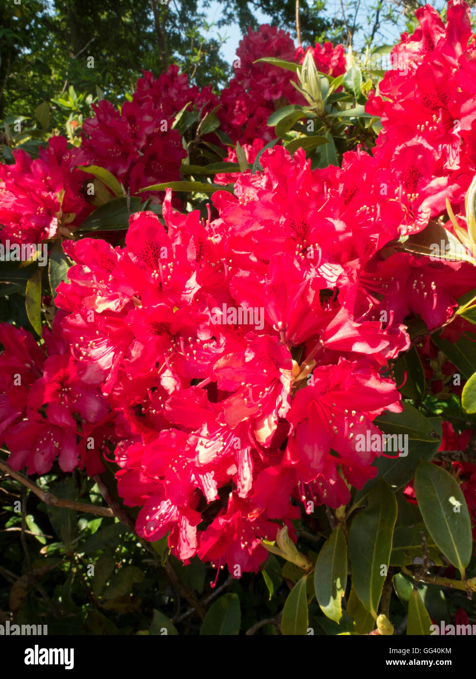 Red Rhododendron flowers Stock Photo - Alamy