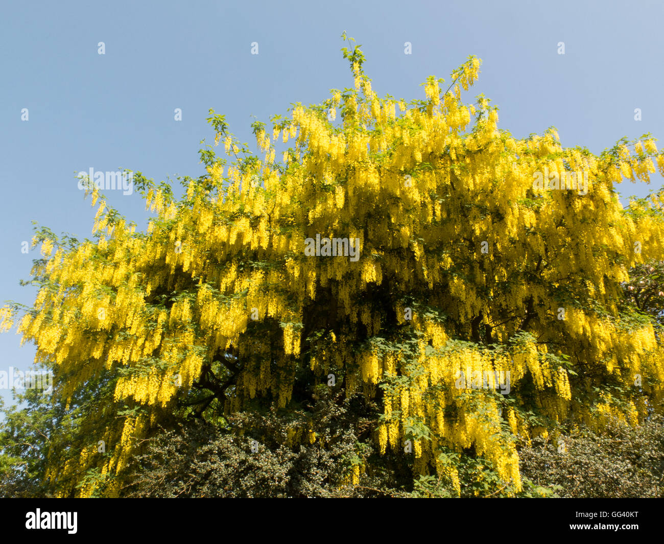 Golden chain tree hi-res stock photography and images - Alamy