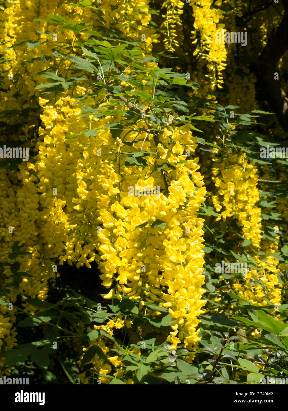 Golden chain tree hi-res stock photography and images - Alamy