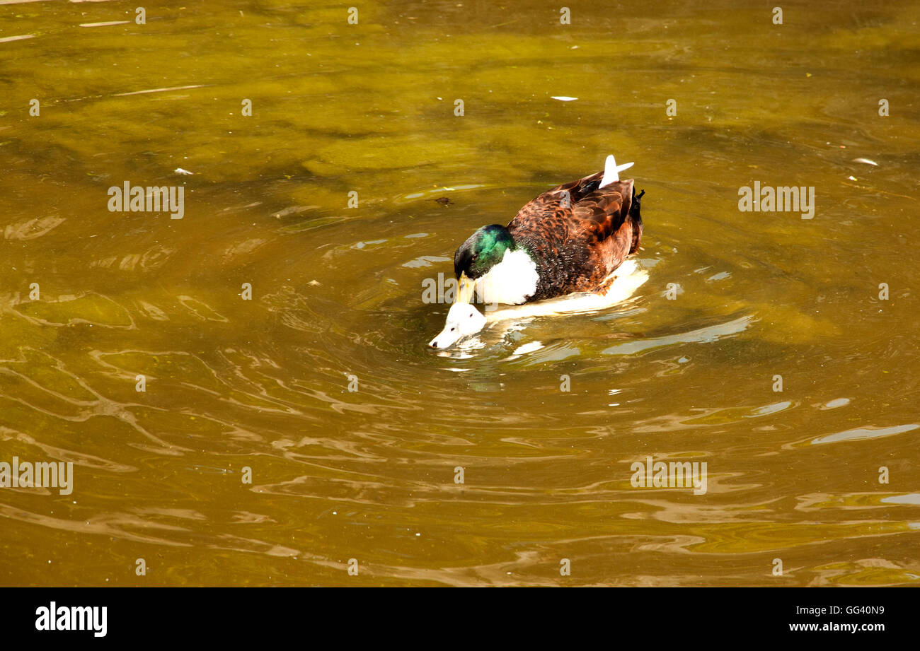 Mating mallard hi-res stock photography and images - Alamy
