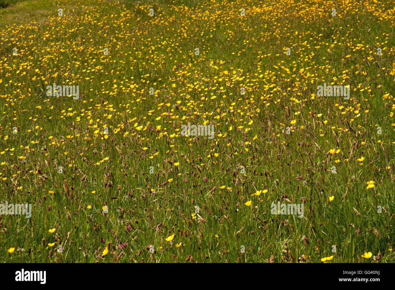 Meadow buttercups hi-res stock photography and images - Alamy