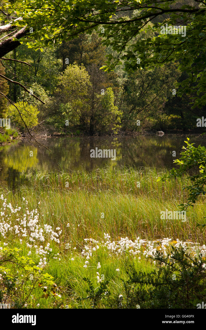 Castlewellan lake and forest park hi-res stock photography and images ...