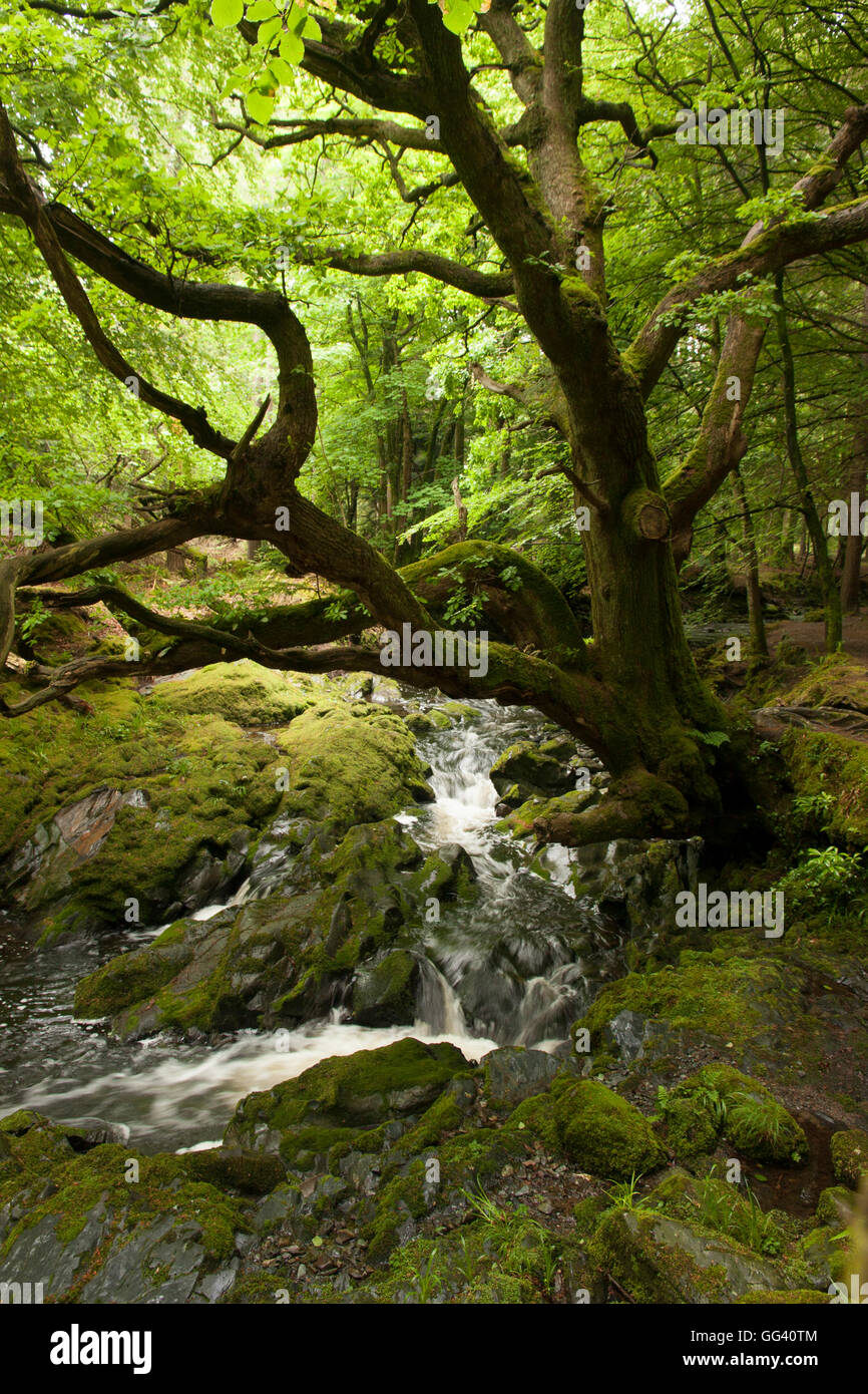 Oak forest ireland hi-res stock photography and images - Alamy