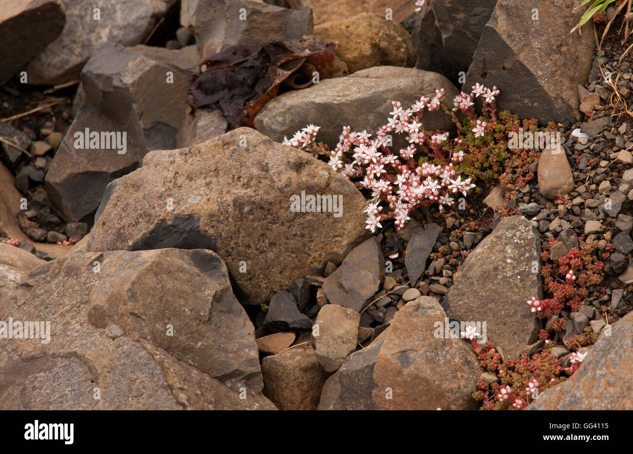 English stonecrop hi-res stock photography and images - Alamy