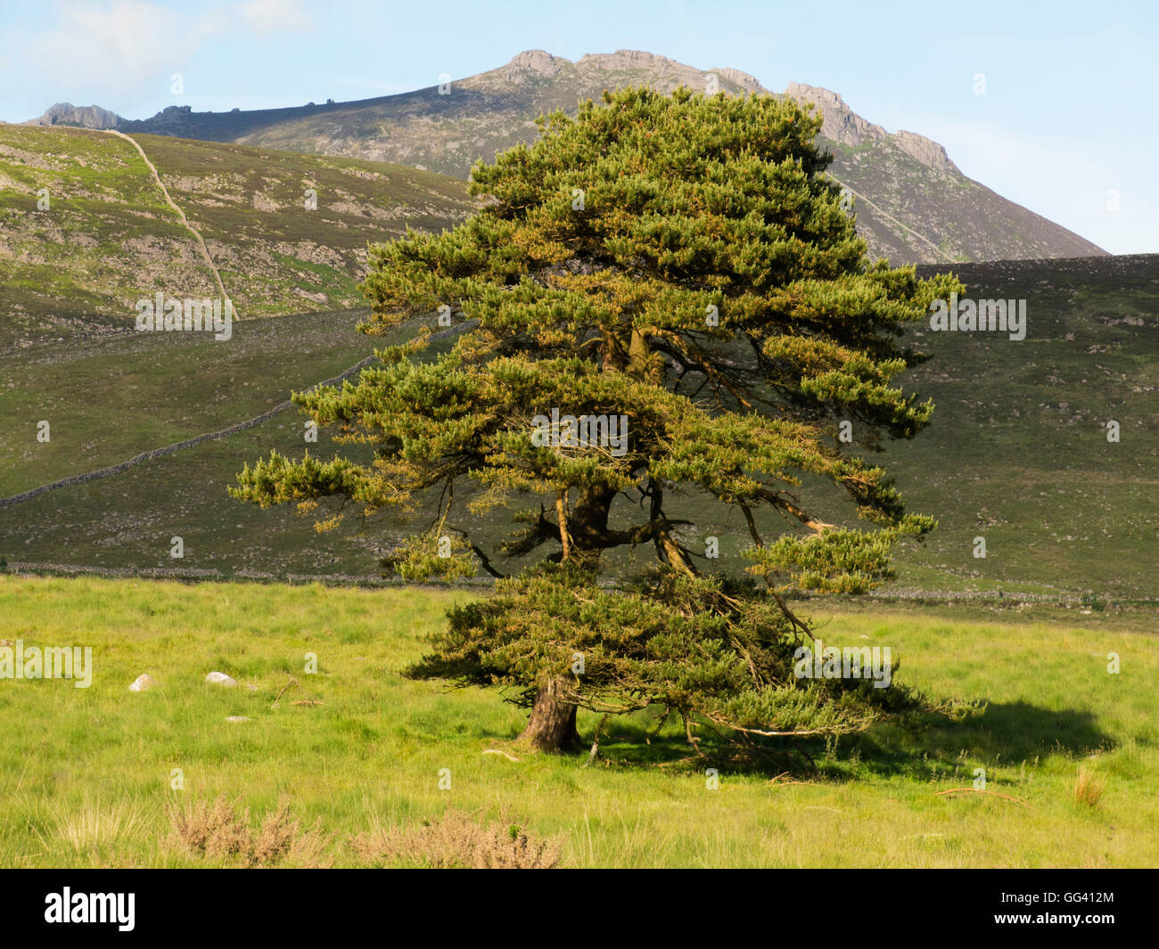 Oak tree at Mountains of Mourne County Down Northern Ireland Stock ...