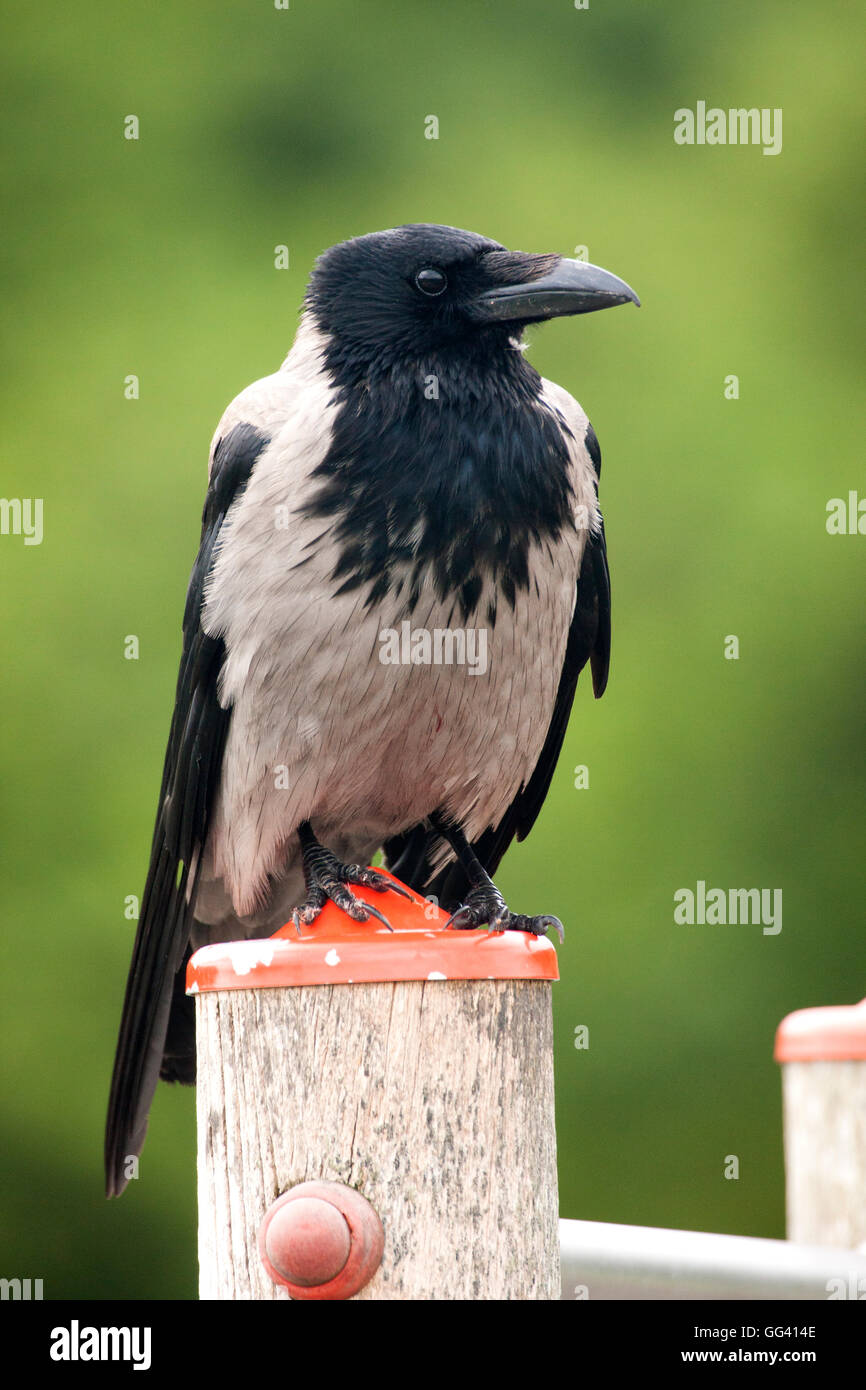 Hooded crow on a post Stock Photo - Alamy