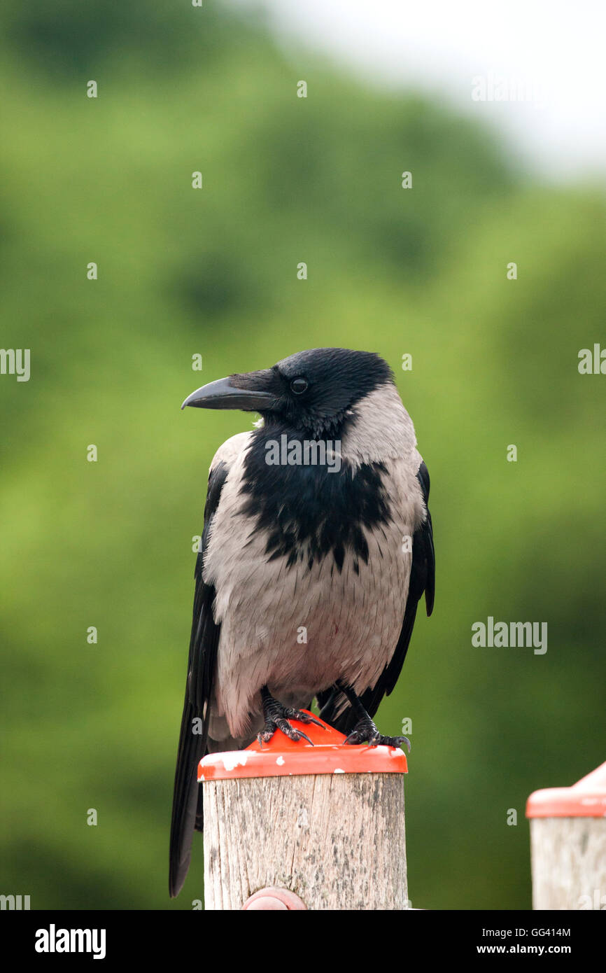 Grey crow hi-res stock photography and images - Alamy