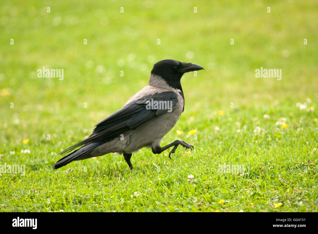 Hooded crow walking Stock Photo - Alamy