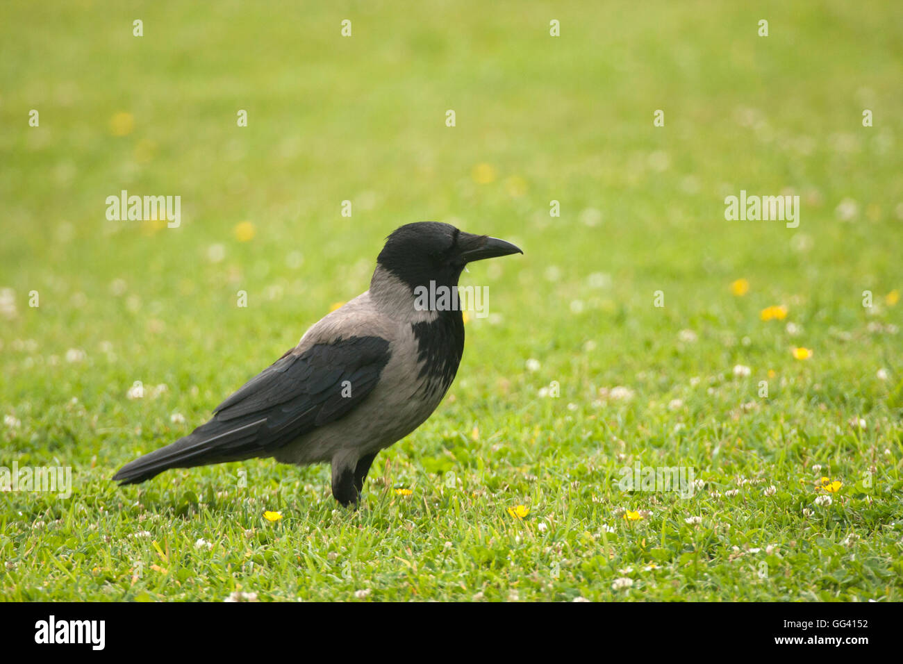 Hooded crow scotland High Resolution Stock Photography and Images - Alamy