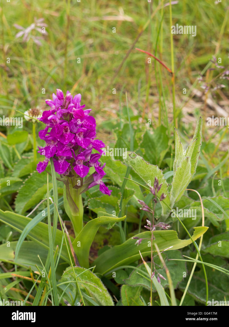 Irish Marsh Orchid Stock Photo - Alamy