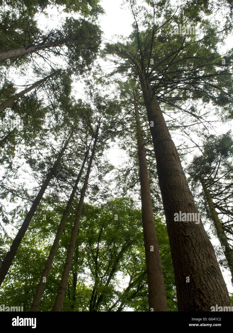 Conifer trees hi-res stock photography and images - Alamy