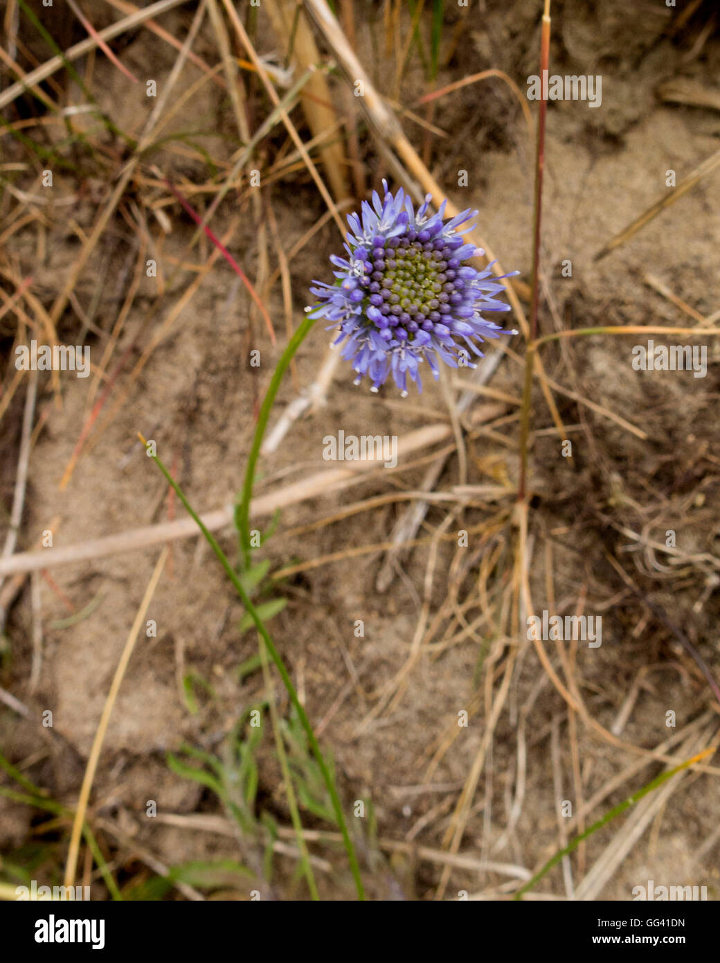 Sheeps scabious hi-res stock photography and images - Alamy