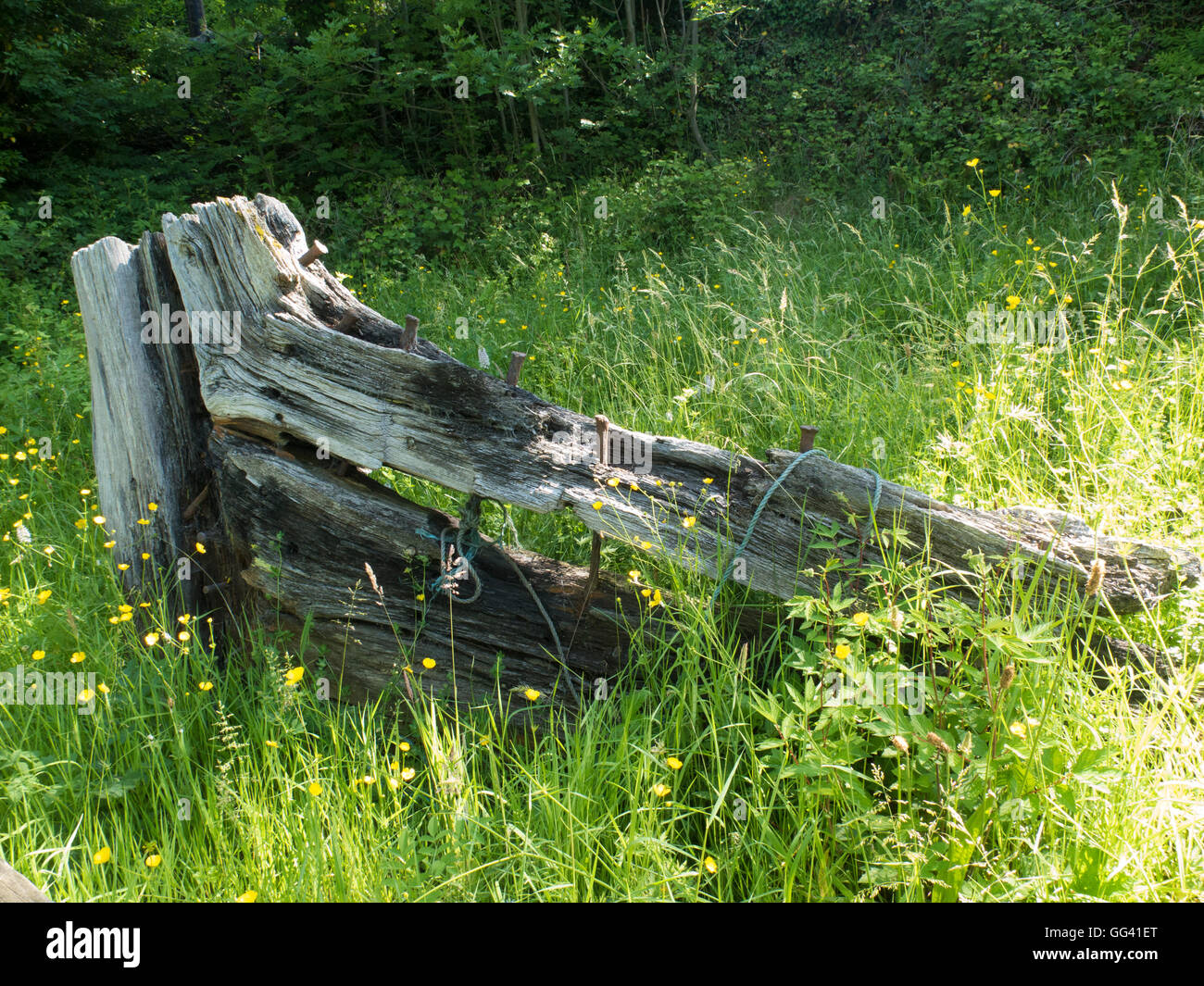 Rotting stump at Quoile Pondage County Down Northern Ireland Stock ...