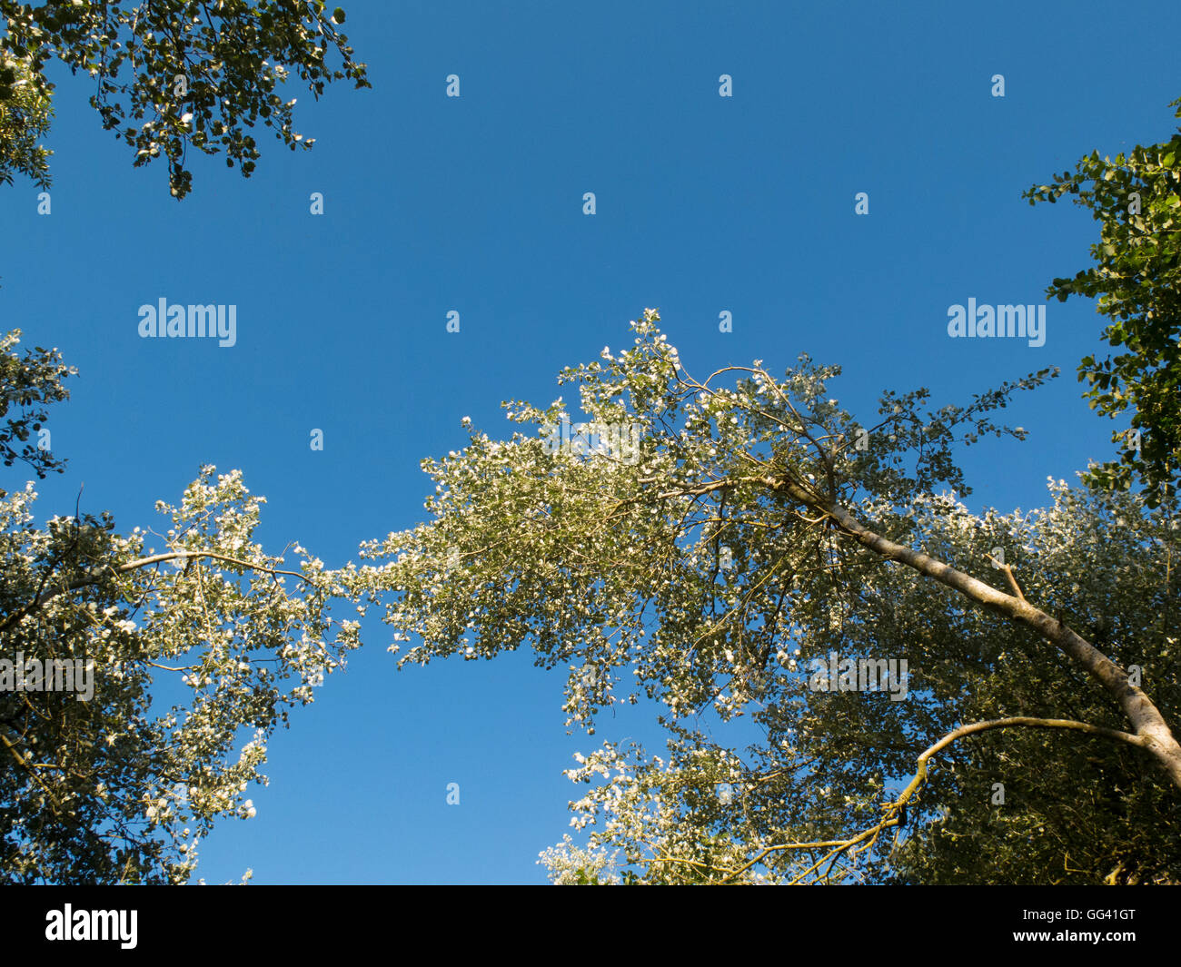 Canopy of blue hi-res stock photography and images - Alamy