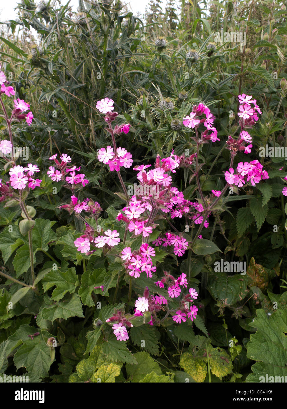 Campion flowers hi-res stock photography and images - Alamy