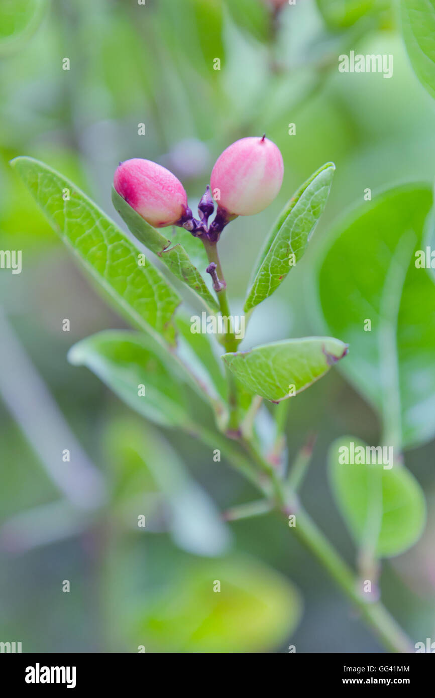 Focus view of Karanda fruit on the tree (Also called as Carissa ...