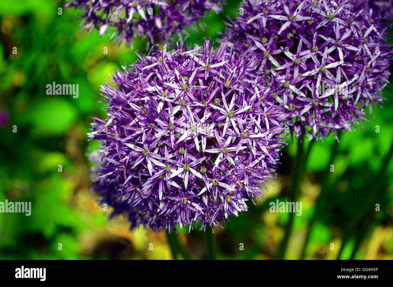 purple sensation flowers closeup in the garden Stock Photo - Alamy