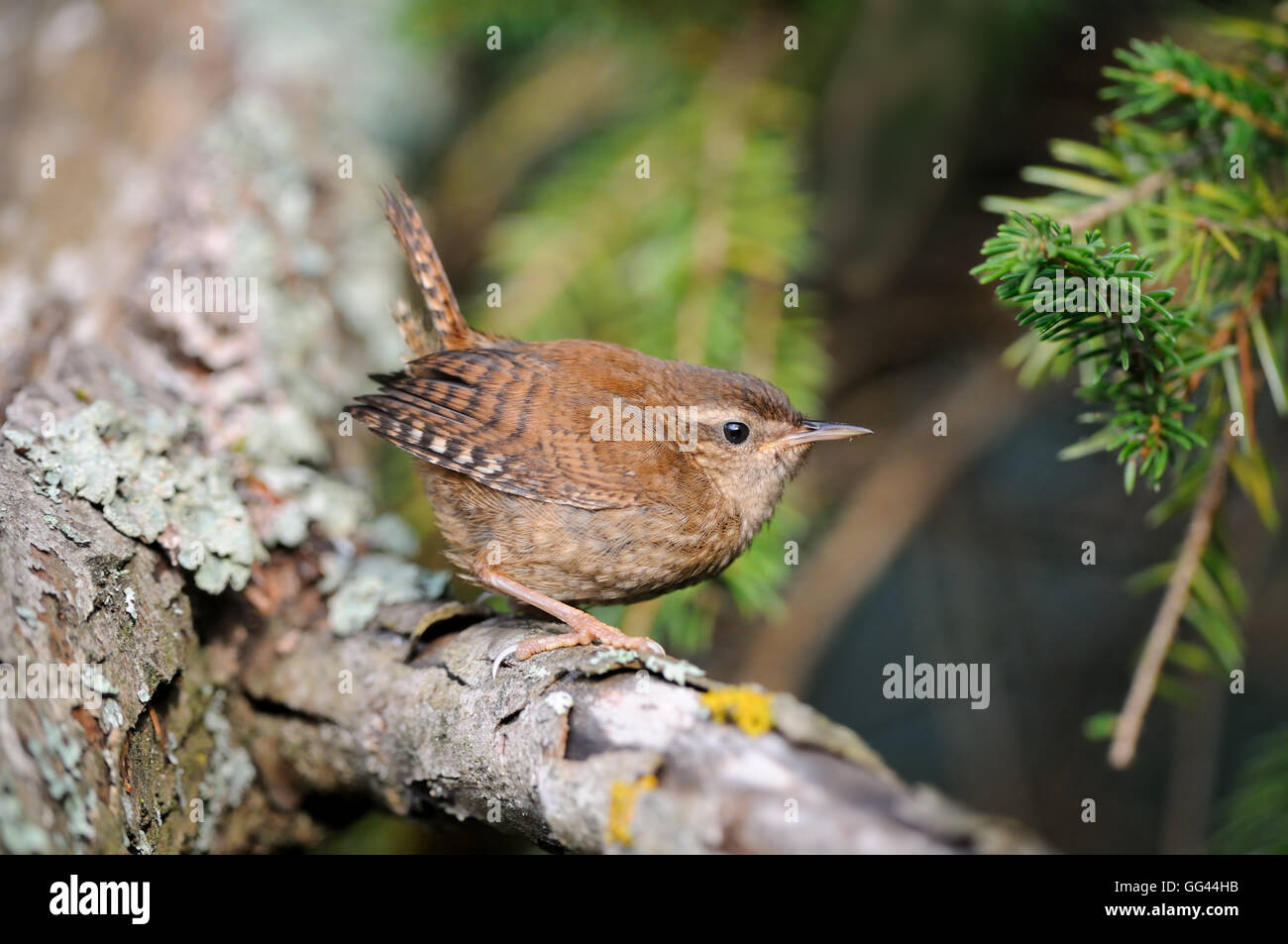 Perching wren hi-res stock photography and images - Alamy