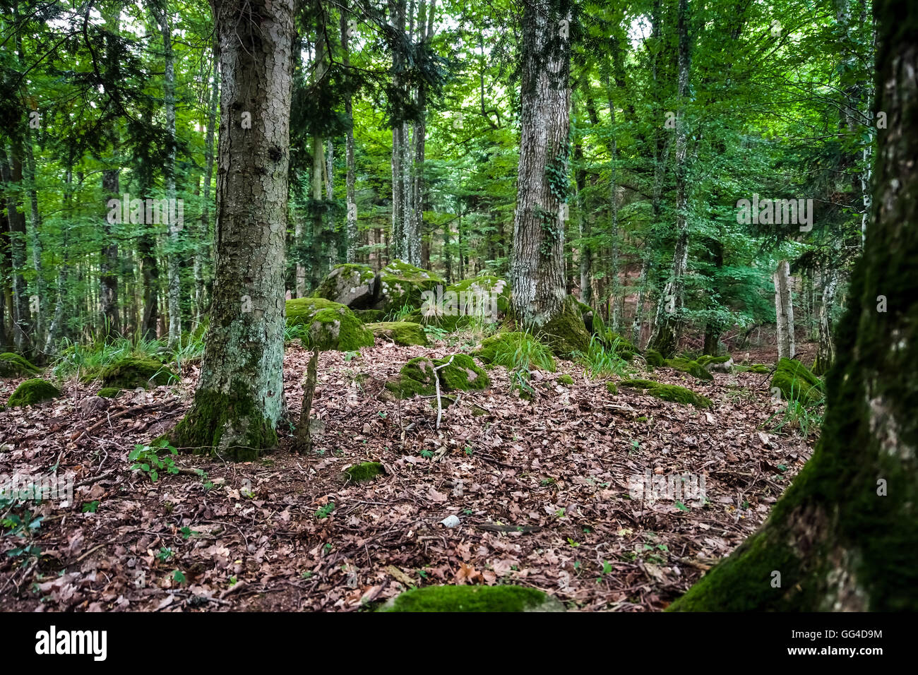 Deep wild forest with stones in Alsace, France Stock Photo - Alamy