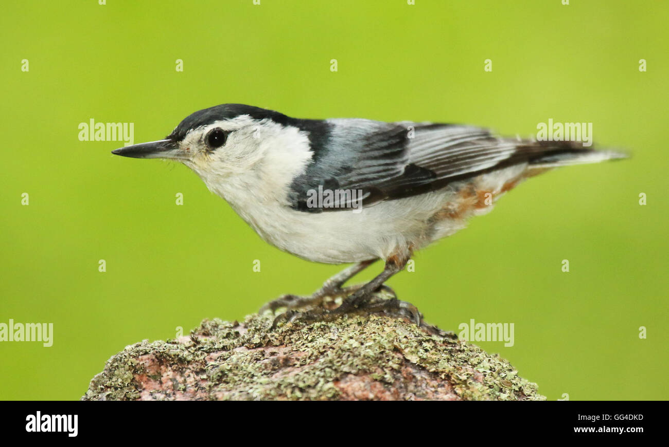 A White-breasted Nuthatch against a bright green background Stock Photo ...