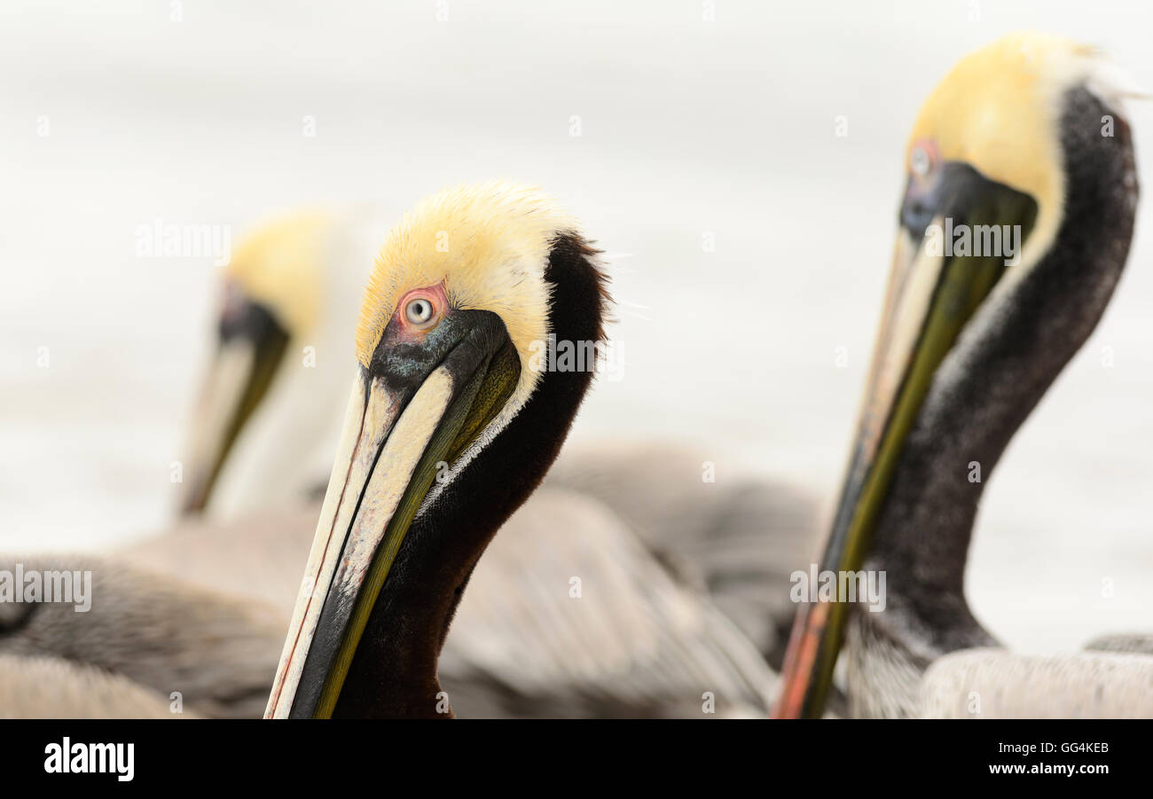Pelican eye hi-res stock photography and images - Alamy