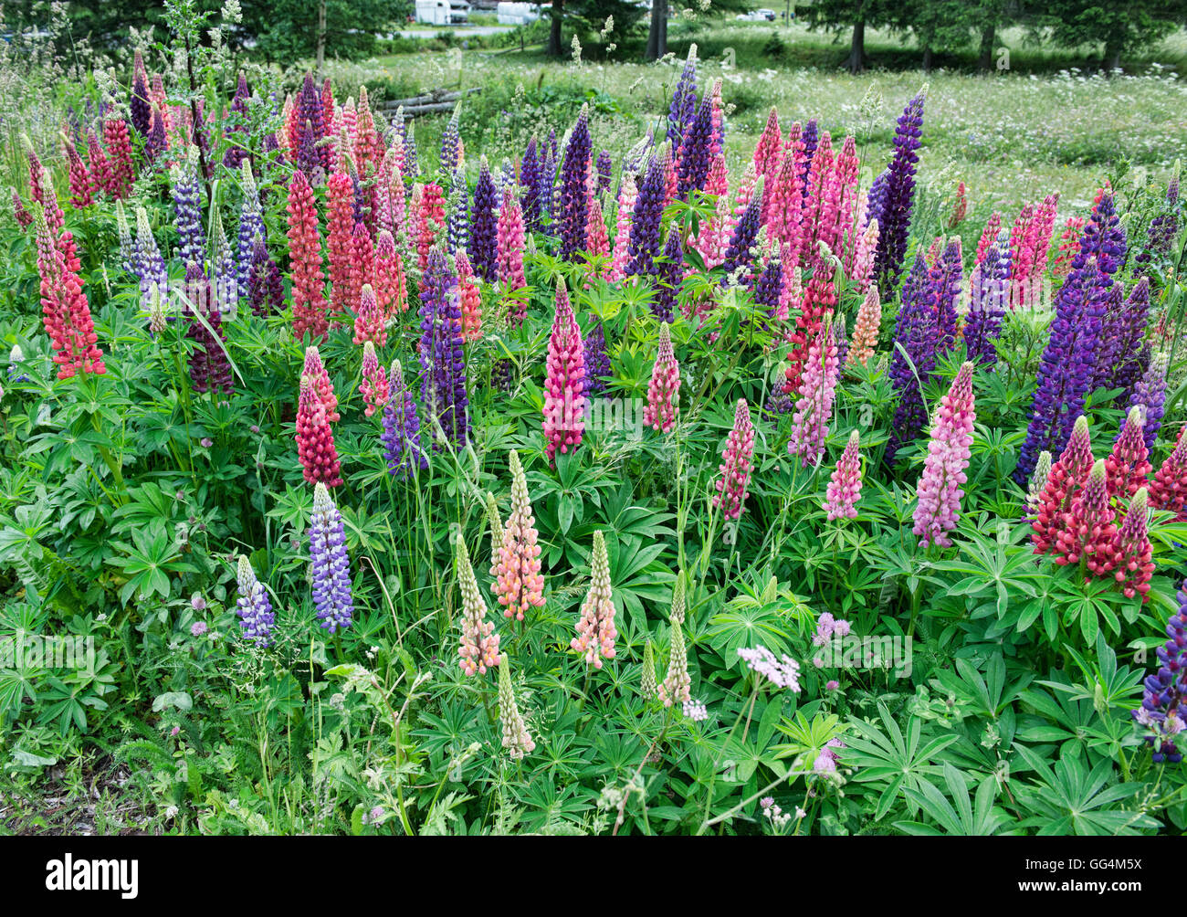 Beautiful lupine flowers dot the valleys in the Alps in the summer ...