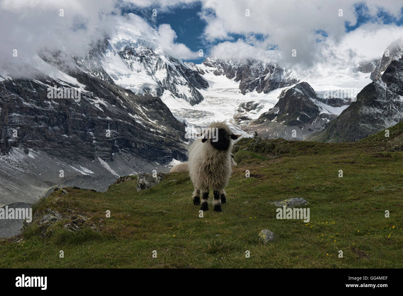 Valais Blacknose sheep fronting the high peaks of the Alps ...