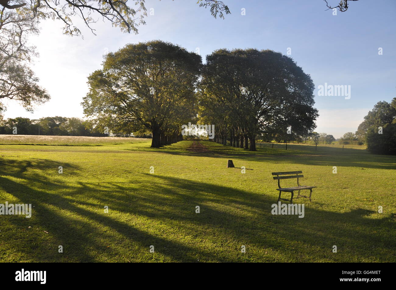 Filas de arboles hi-res stock photography and images - Alamy