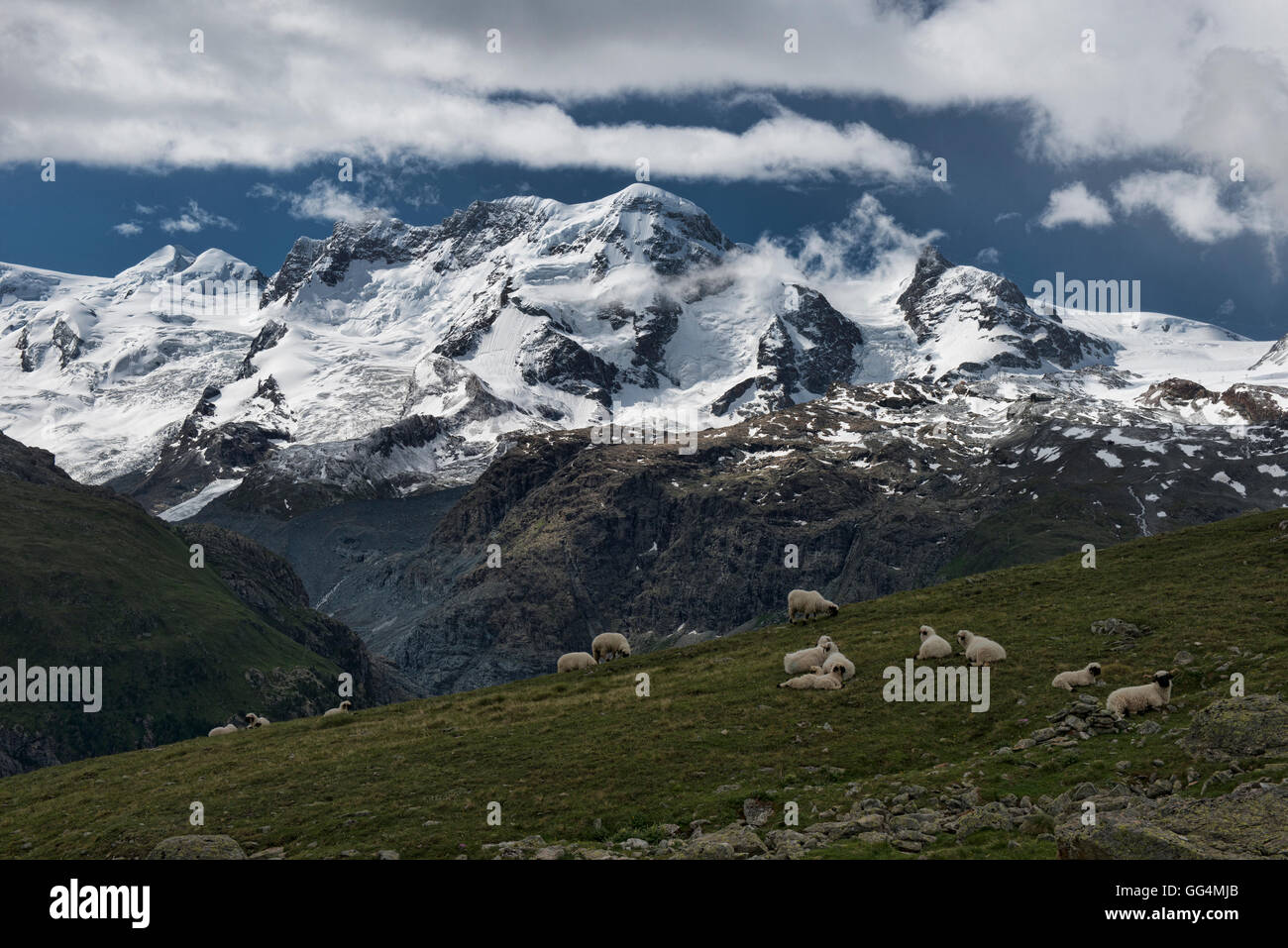 Valais Blacknose sheep fronting the high peaks of the Alps ...