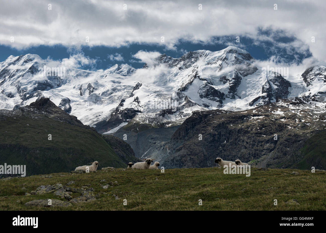 Valais Blacknose sheep fronting the high peaks of the Alps ...