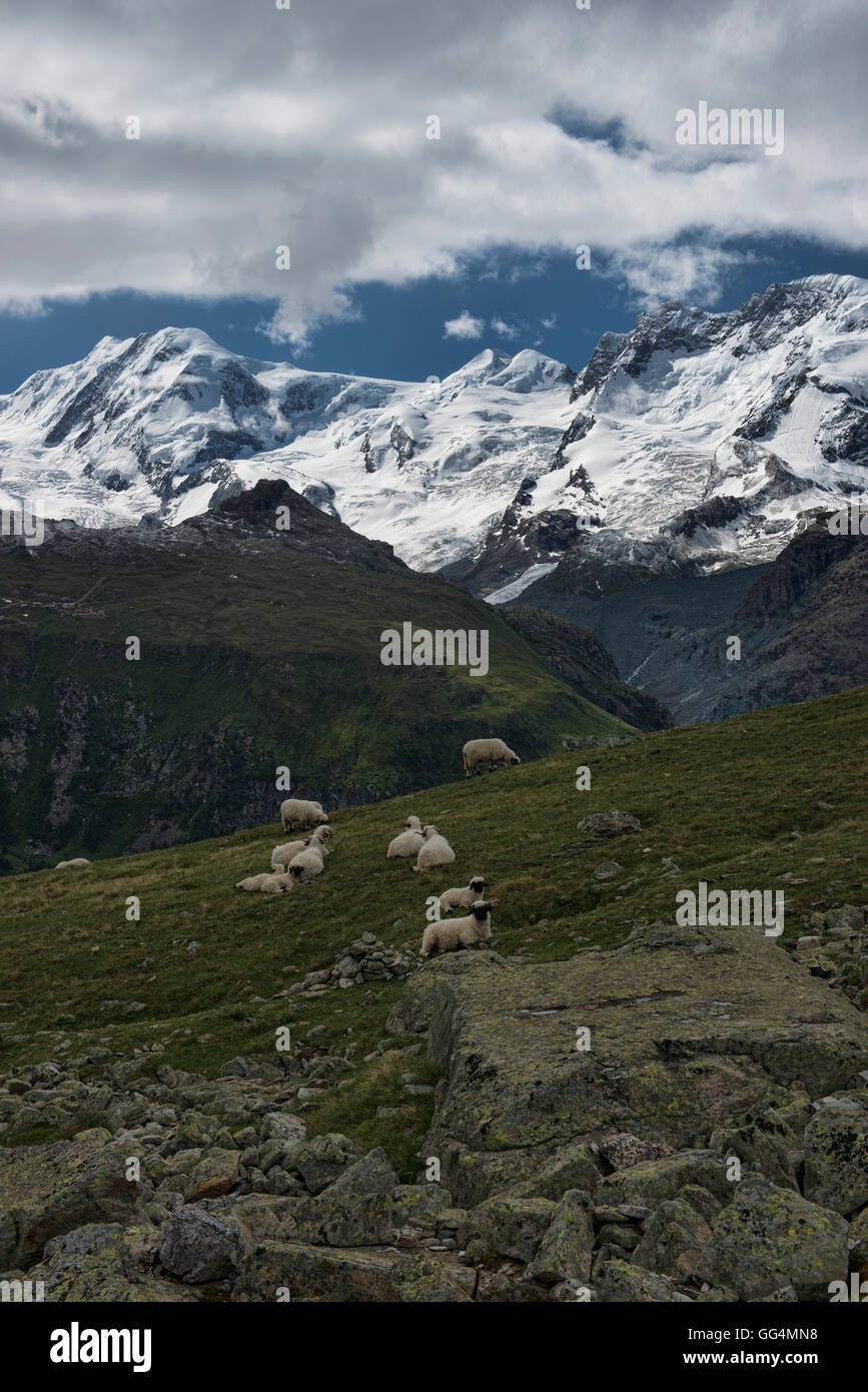 Valais Blacknose sheep fronting the high peaks of the Alps ...