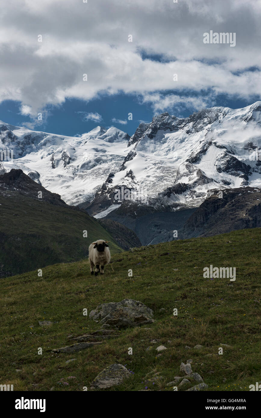 Valais Blacknose sheep fronting the high peaks of the Alps ...