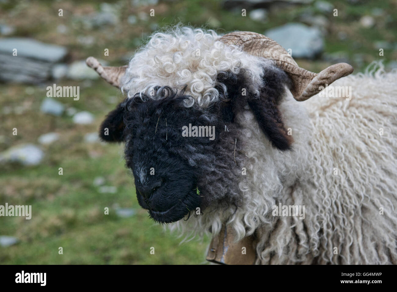 Valais Blacknose sheep, Edelweissweg, Zermatt, Switzerland Stock Photo ...