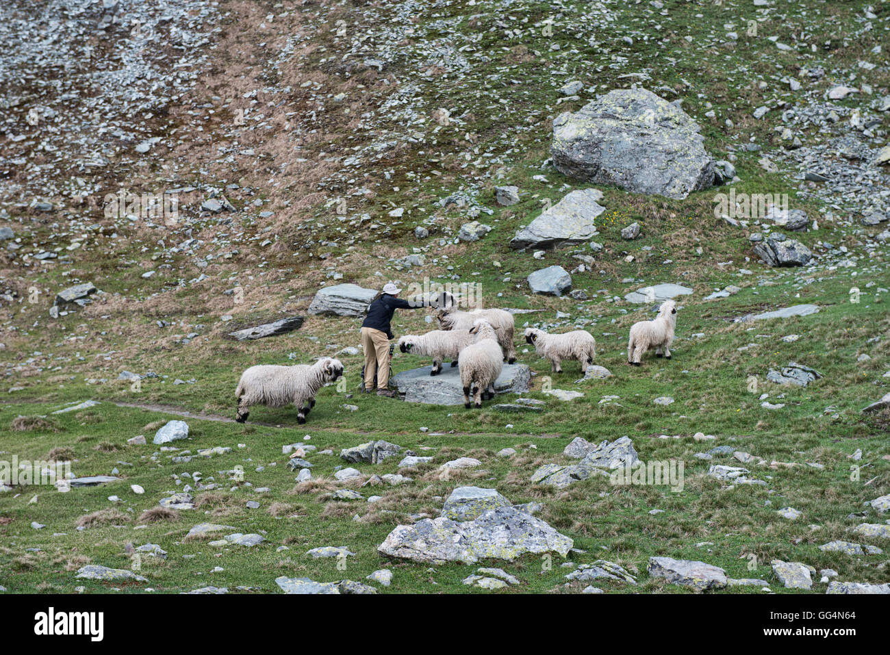 Petting a Valais Blacknose sheep, Edelweissweg, Zermatt, Switzerland ...