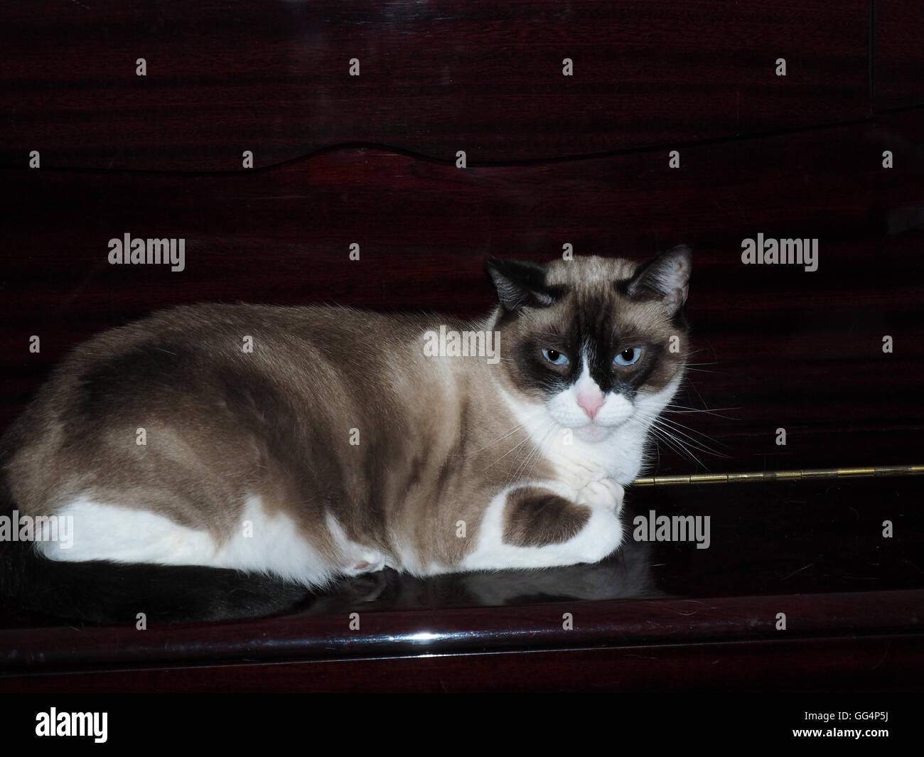 Snowshoe cat hi-res stock photography and images - Alamy