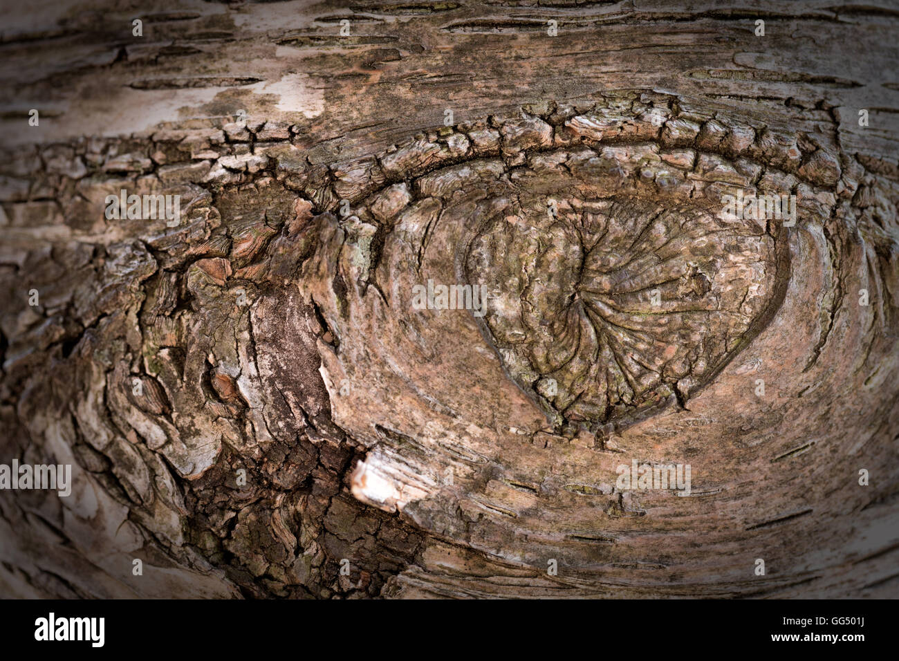 Eye of the tree hi-res stock photography and images - Alamy