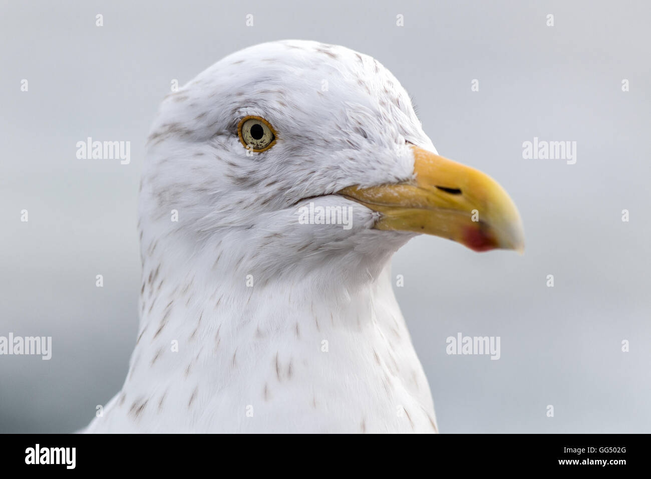 Sea eye hi-res stock photography and images - Alamy