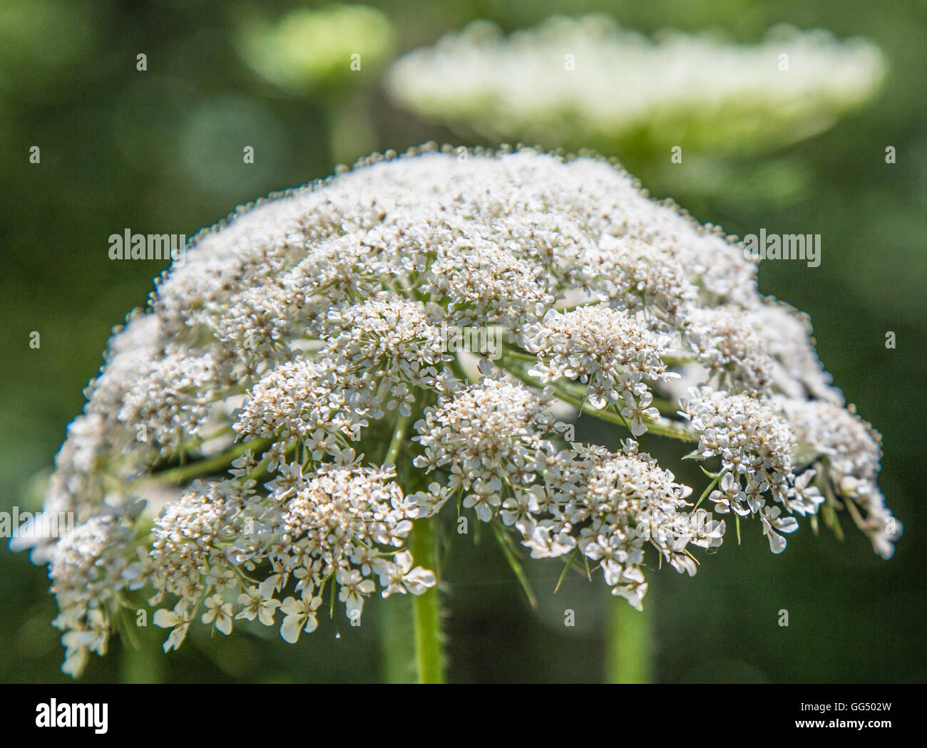 Queen Anne's Lace Flower Stock Photo - Alamy