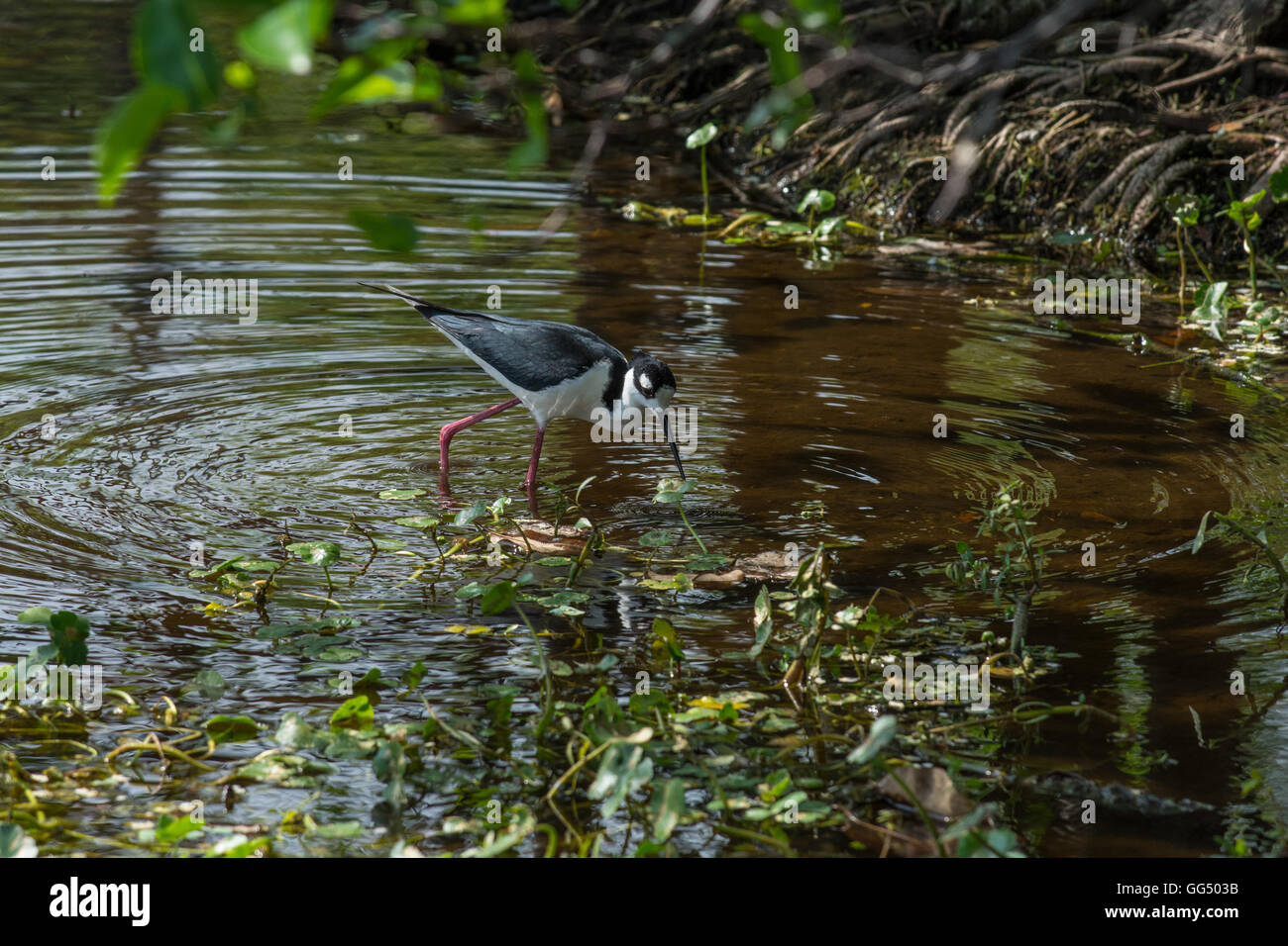 Black-necked Stilt in marsh log for its next meal Stock Photo - Alamy
