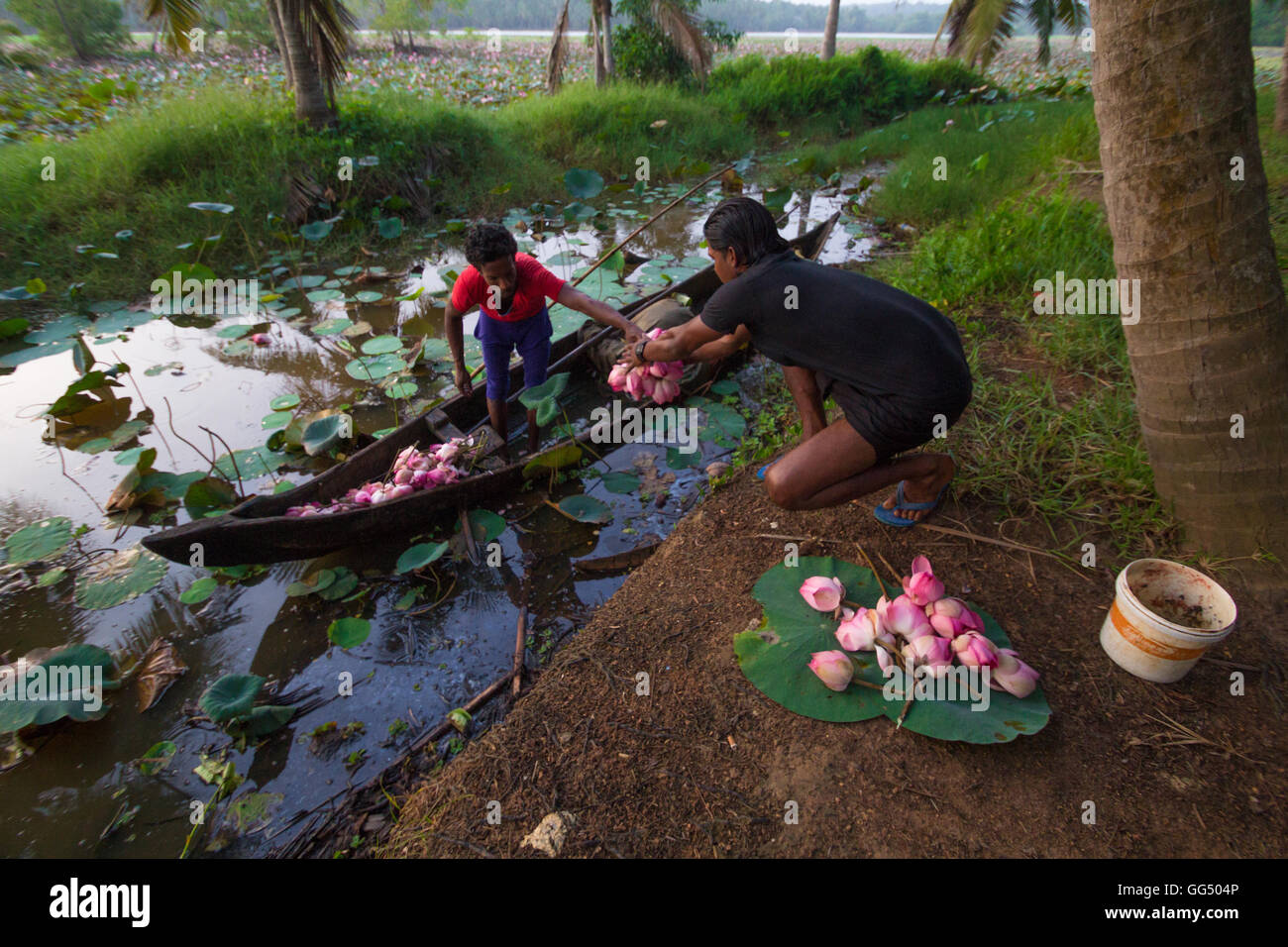 Lotus farming scene from vellayani lake, thiruvananthapuram, Kerala ...