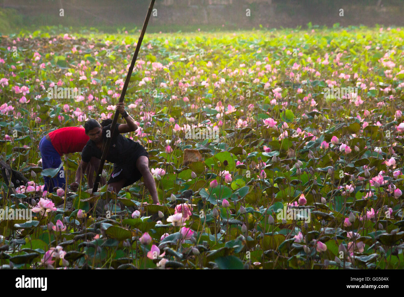 Lotus farming scene from vellayani lake, thiruvananthapuram, Kerala ...