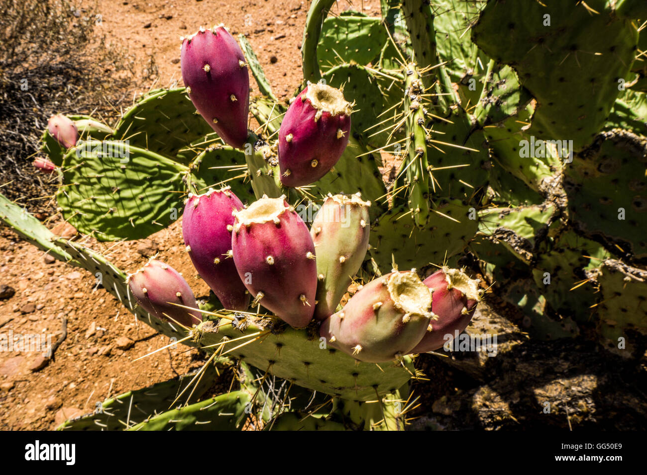 Prickly Pear Cactus in Tonto National Forest in the Arizona desert, USA ...